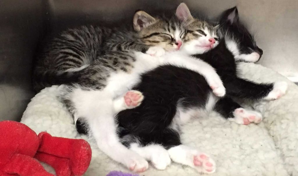 Snuggled-Kittens | Pawsitive Potential