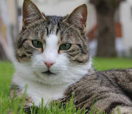 White Nosed Tabby | Pawsitive Potential